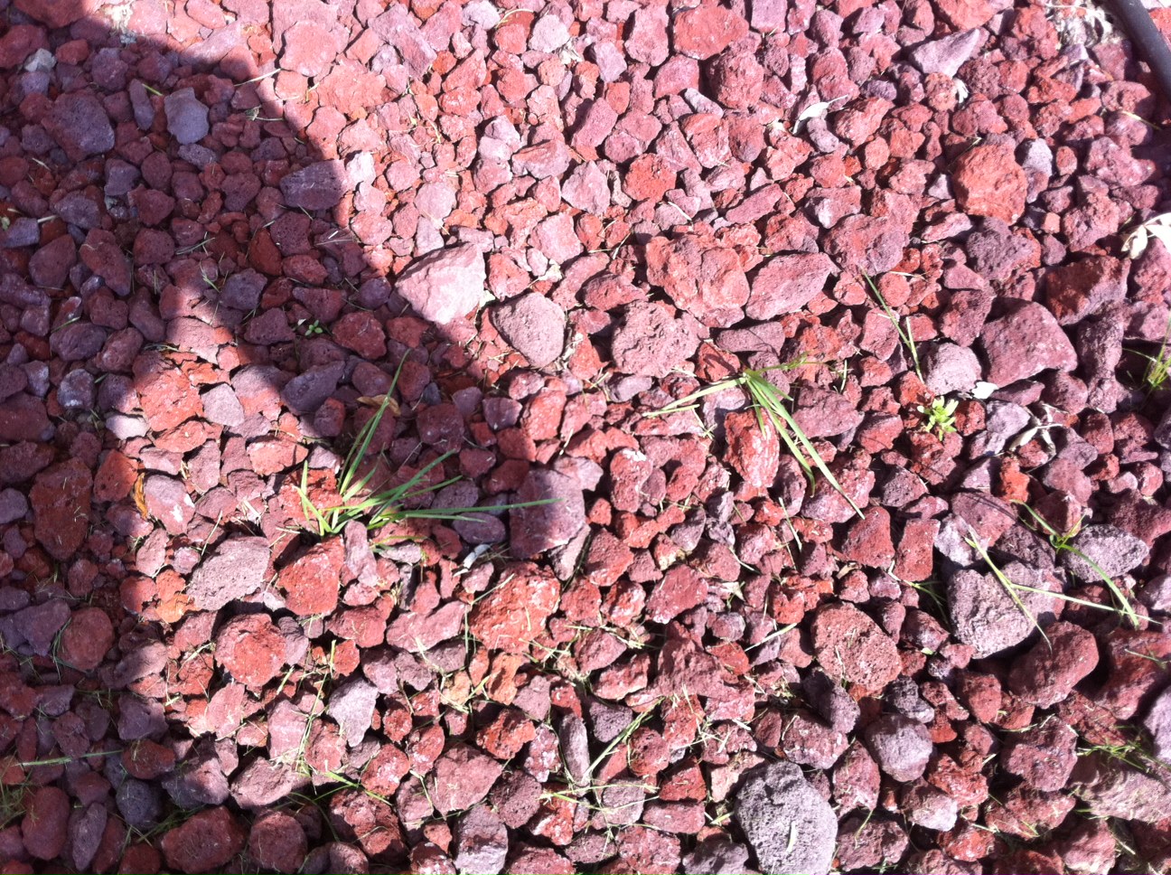 Grass Growing In Rock Beds Diy Home Improvement Forum